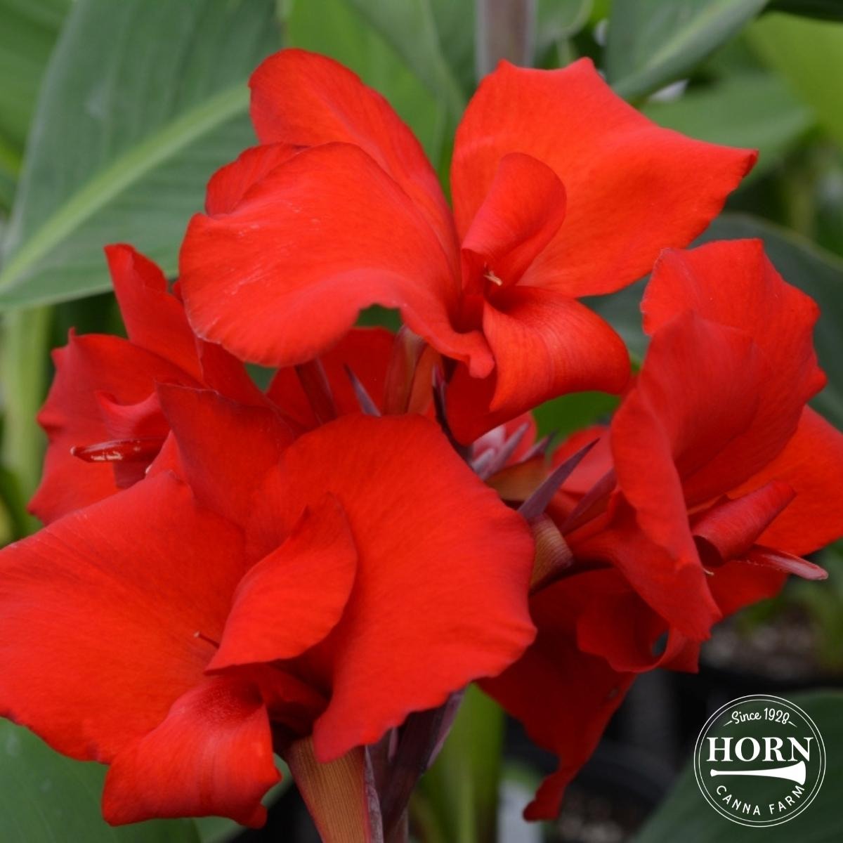 May Spotlight: NEW Fire Dragon Plants! – Horn Canna Farm