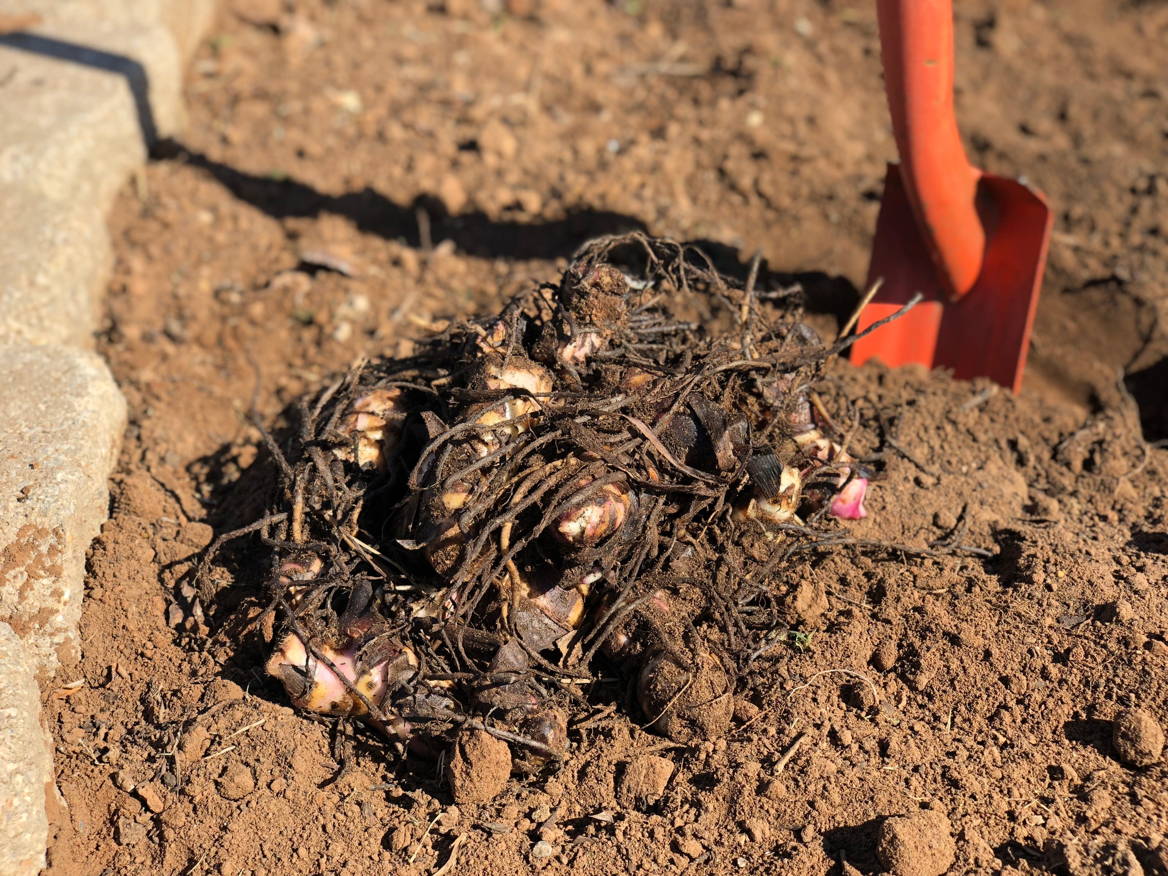 How to Plant Cannas: Quick and Easy Guide – Horn Canna Farm