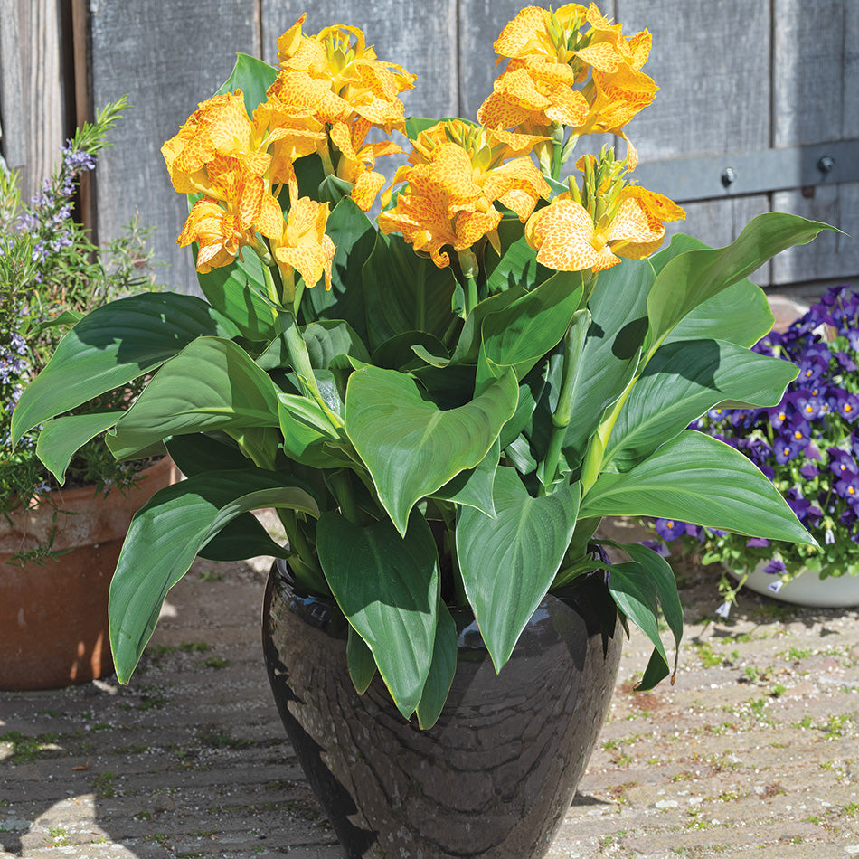 Horn Canna Farm