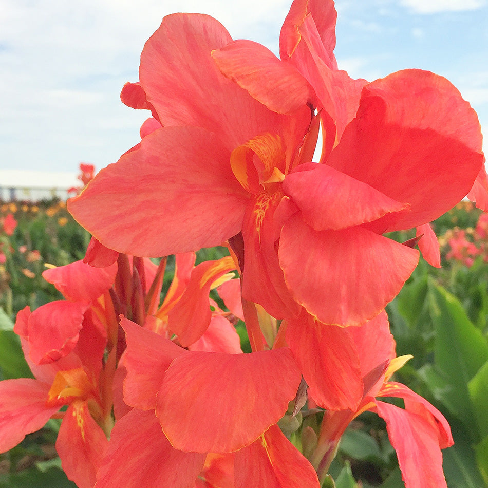 Horn Canna Farm