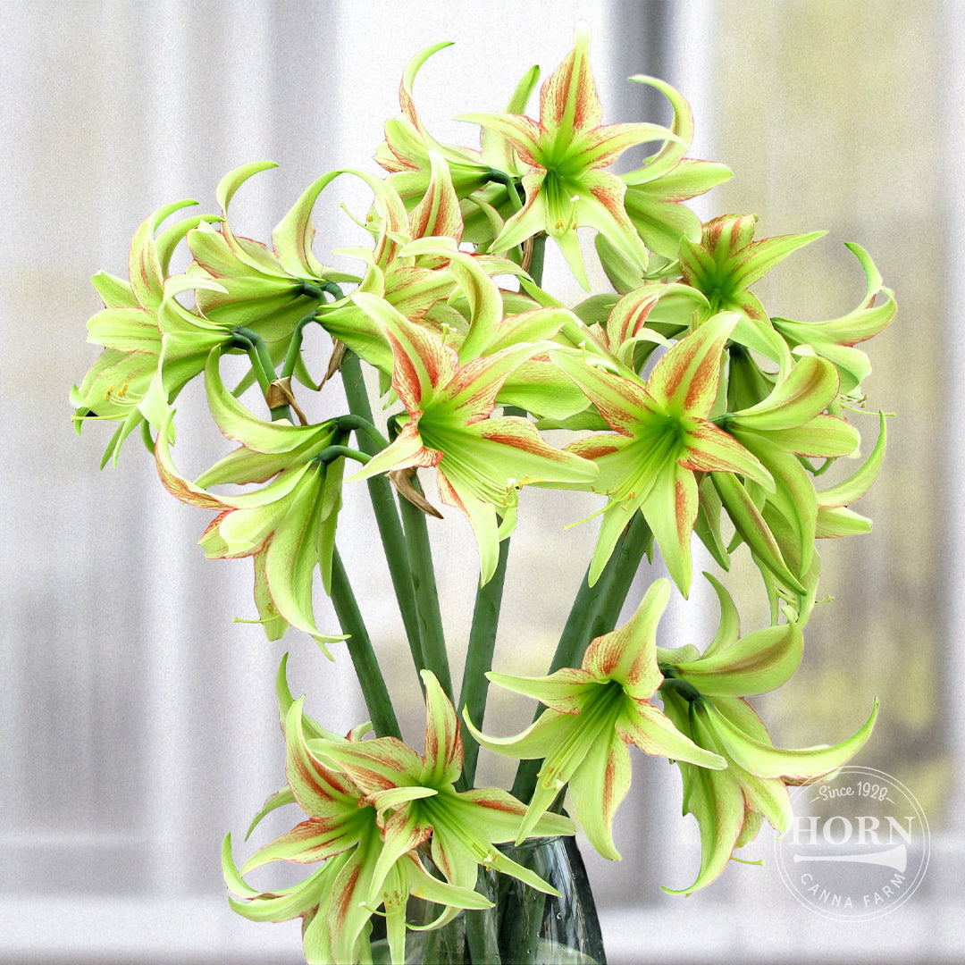 Lime Flare Amaryllis Flower Bulbs – Horn Canna Farm
