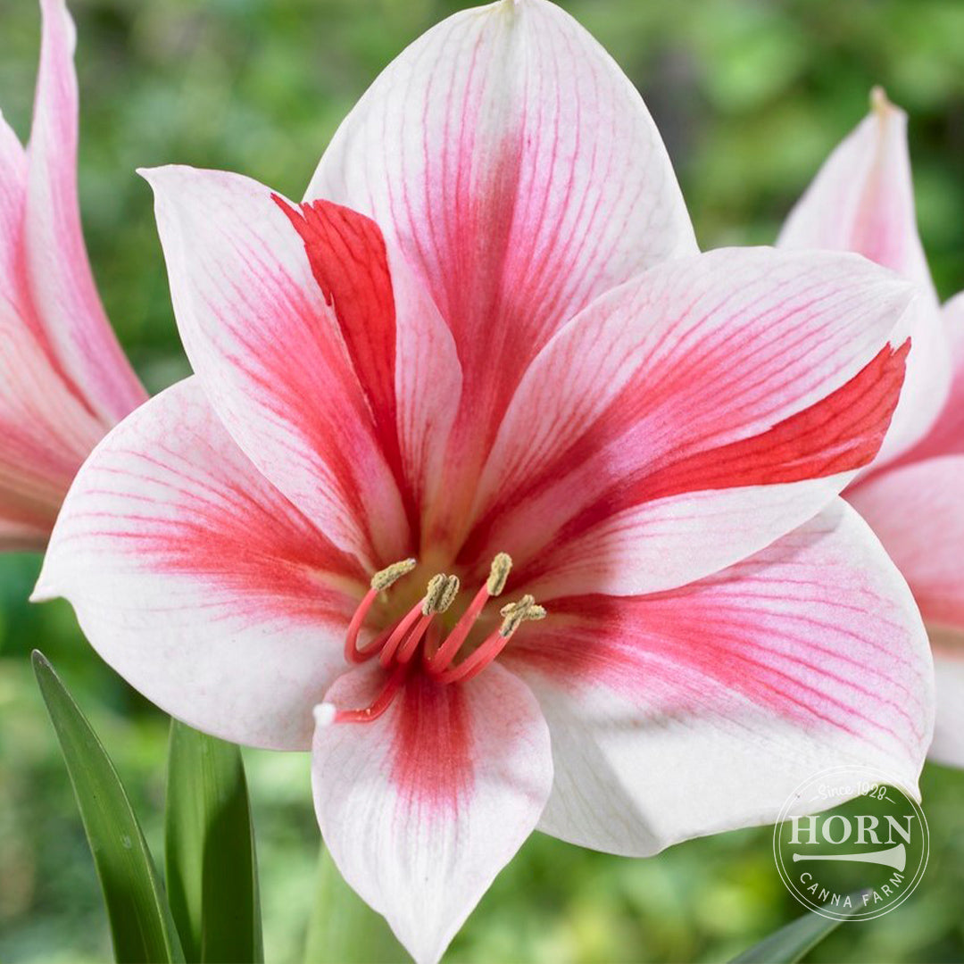 Gervase Amaryllis Flower Bulbs – Horn Canna Farm