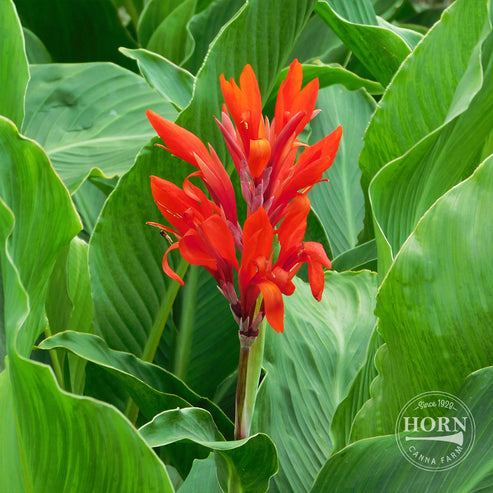 Ambassador Bulk 25-Pack Canna Flower Bulbs – Horn Canna Farm