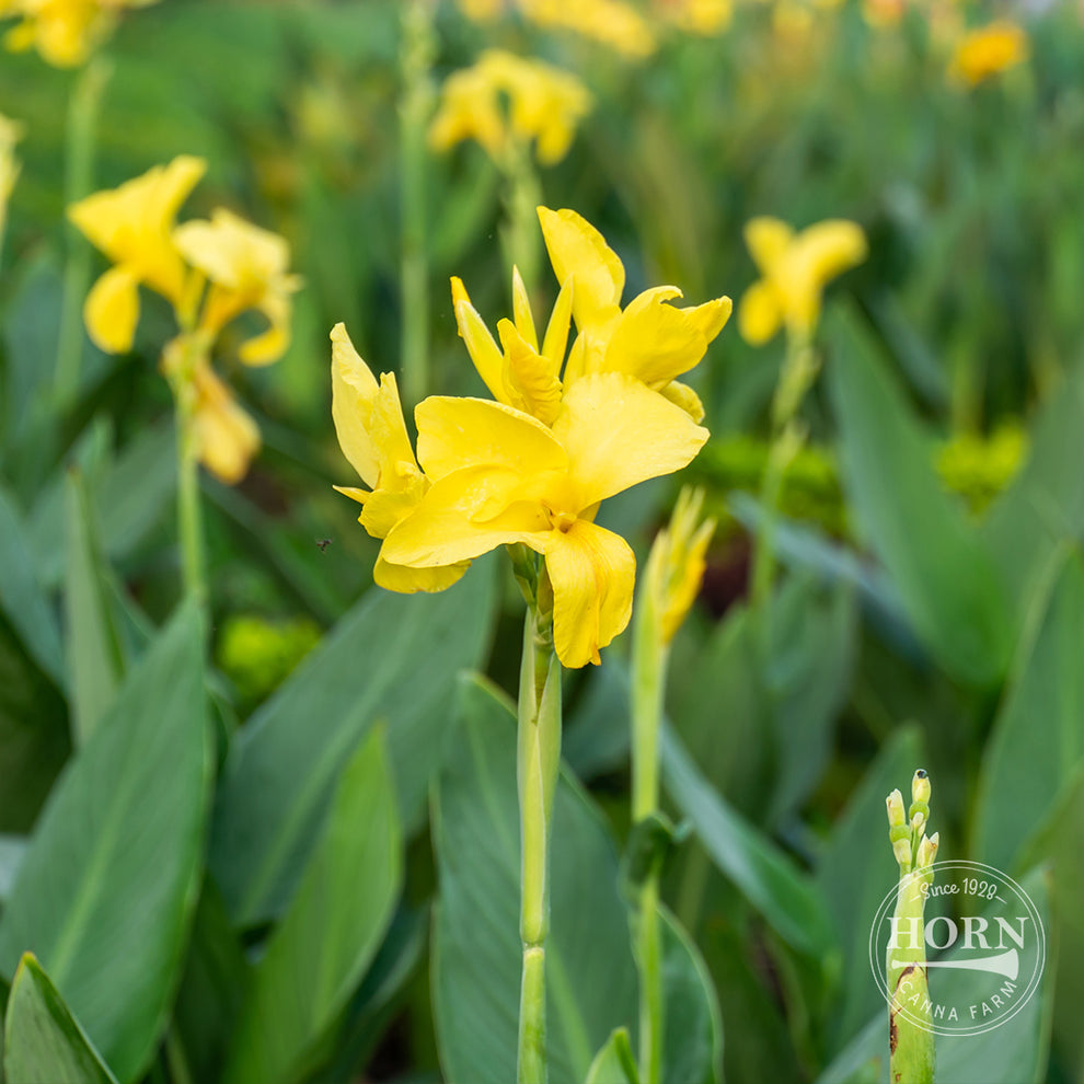 Harvest Yellow Canna Flower Bulbs – Horn Canna Farm