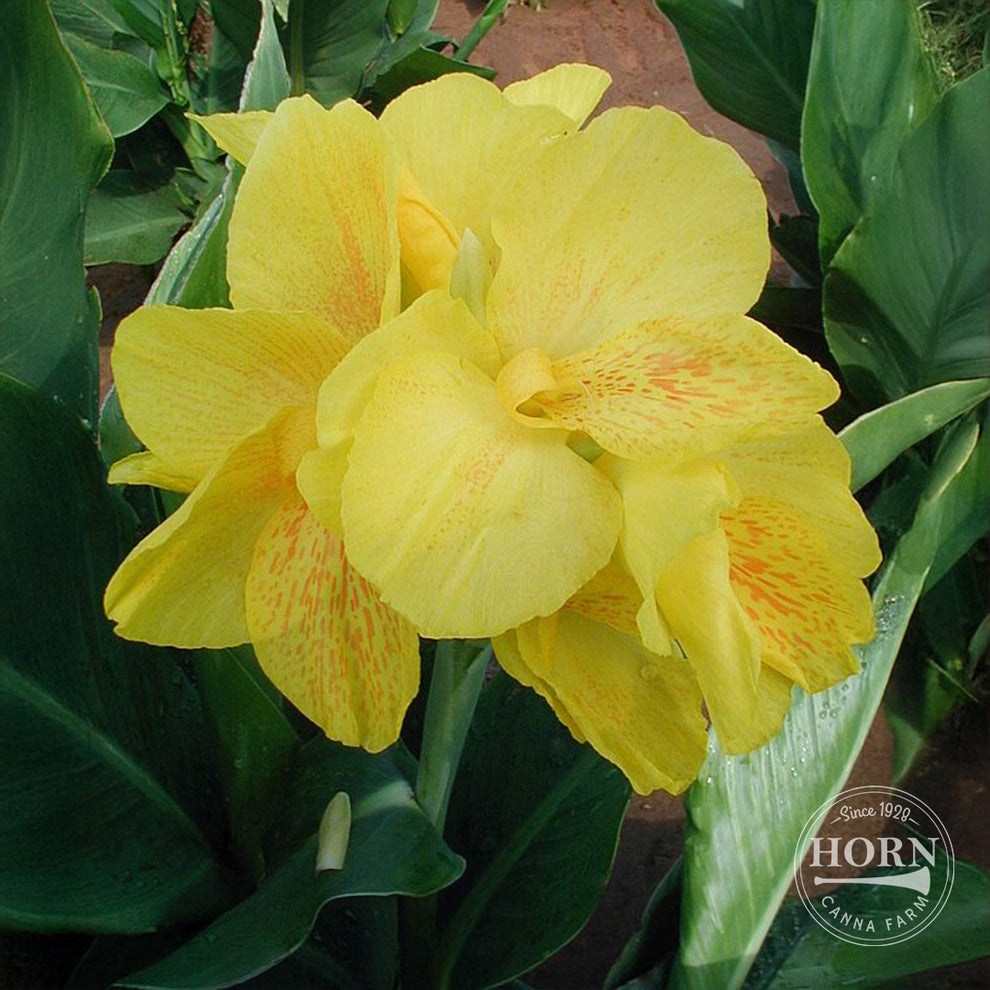 King City Gold Canna Flower Bulbs – Horn Canna Farm