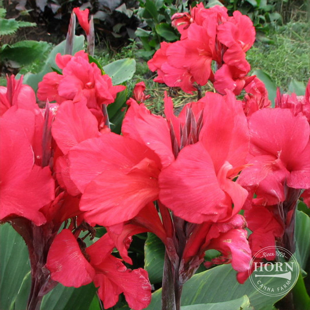 Scarlet Wave Canna Flower Bulbs – Horn Canna Farm