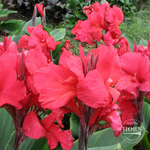 Scarlet Wave Canna Flower Bulbs – Horn Canna Farm