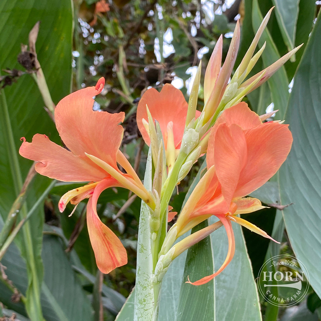 Tropical Sunrise Canna Flower Bulbs – Horn Canna Farm
