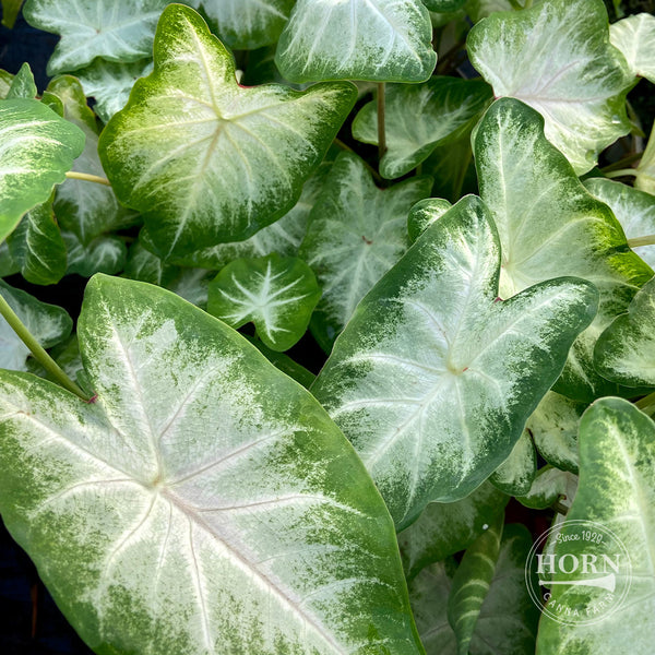Grey Ghost Caladium Flower Bulbs – Horn Canna Farm
