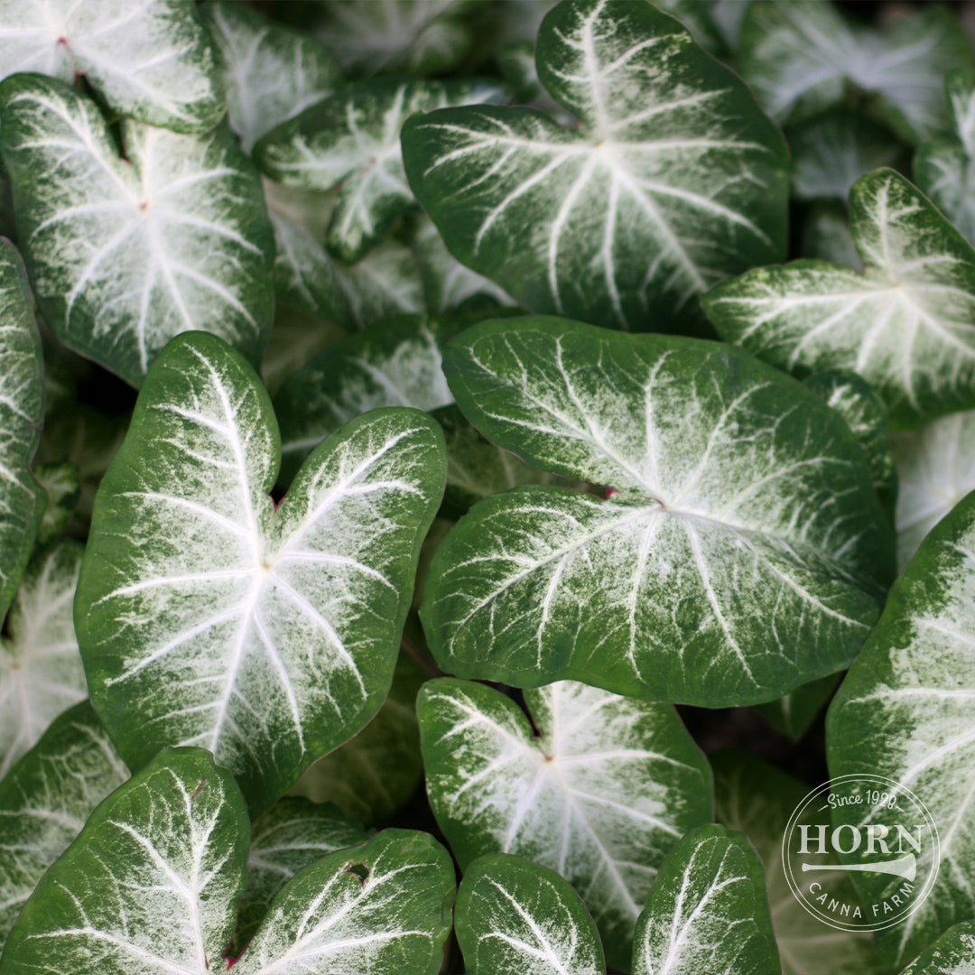 Grey Ghost Caladium Flower Bulbs – Horn Canna Farm