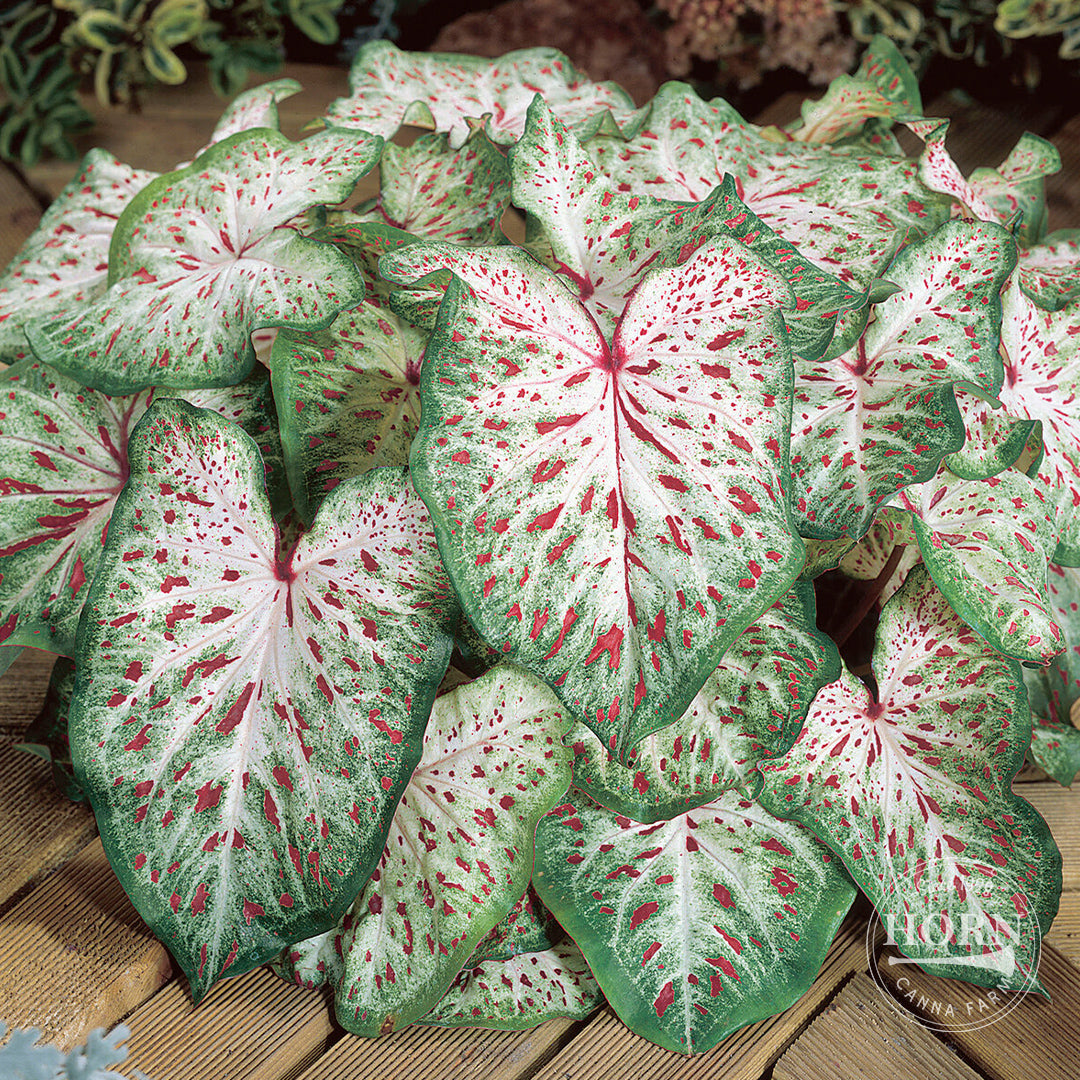 Gingerland Caladium Flower Bulbs – Horn Canna Farm