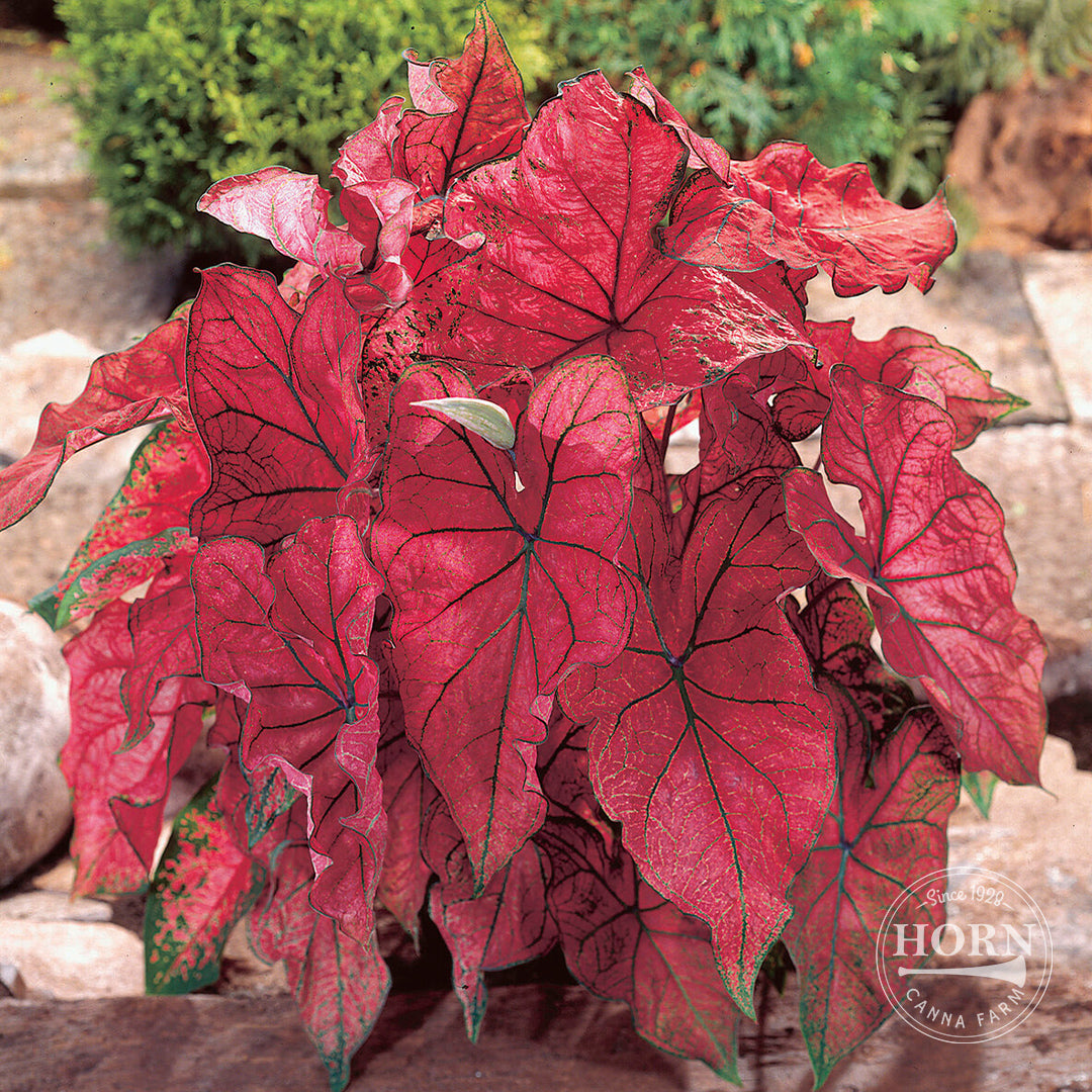 Festiva Caladium Flower Bulbs – Horn Canna Farm