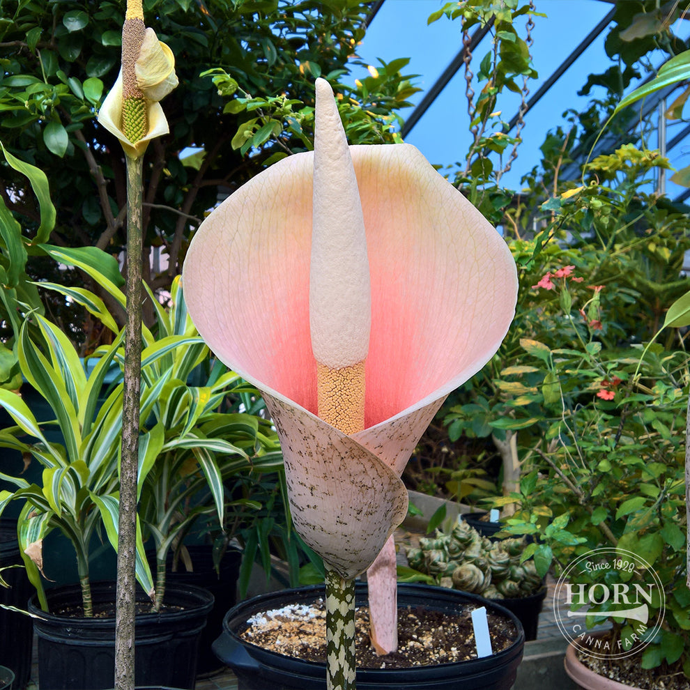 Bulbifer Voo Doo Lily Flower Bulbs – Horn Canna Farm