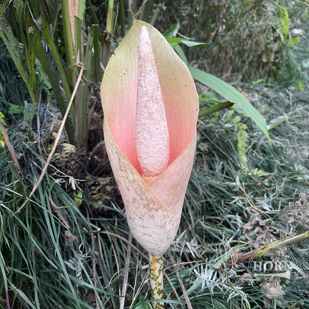 Bulbifer Voo Doo Lily Flower Bulbs – Horn Canna Farm