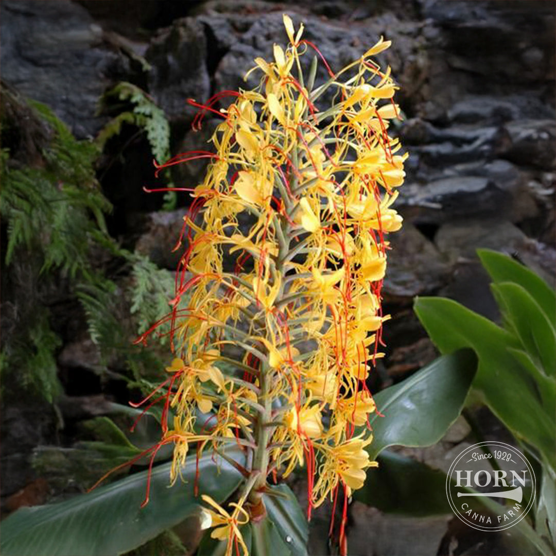 Gardenerianum Ginger Lily Flower Bulbs – Horn Canna Farm