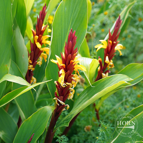 Golden Flowered Ginger Flower Bulbs – Horn Canna Farm