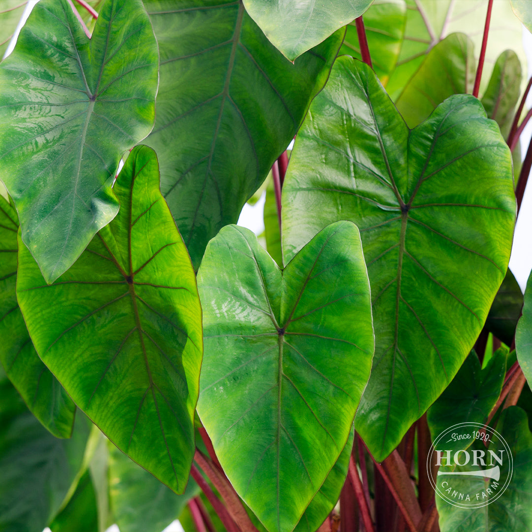 Hawaiian Punch Elephant Ear Flower Bulbs – Horn Canna Farm