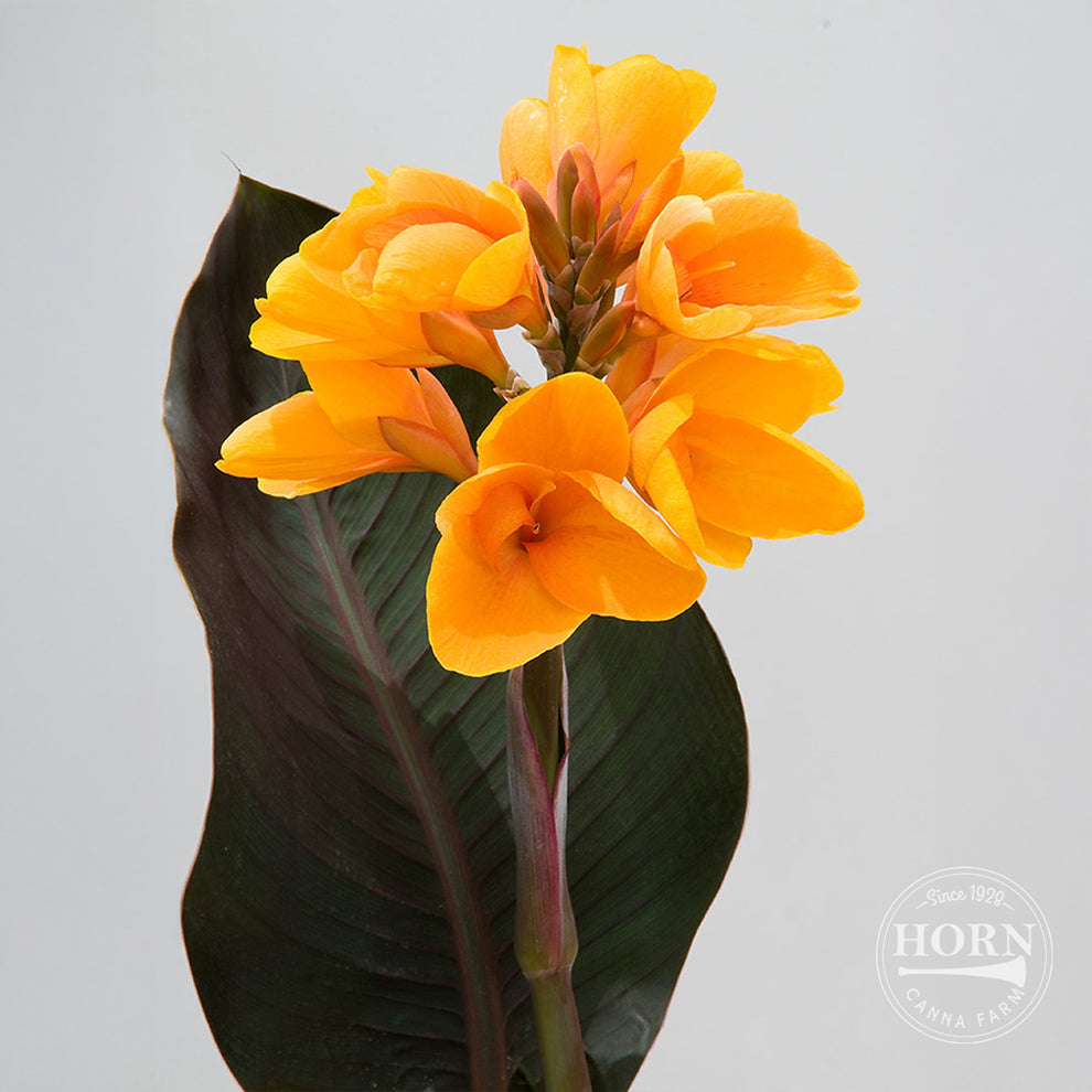 Chocolate Sunrise Canna Flower Bulbs – Horn Canna Farm