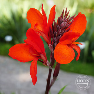 Cannova® Bronze Scarlet Canna Plant – Horn Canna Farm