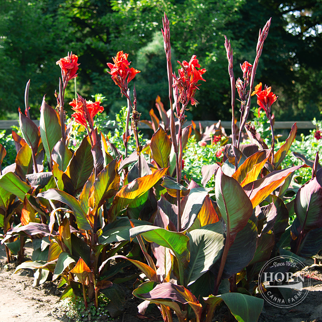 Cannova® Bronze Scarlet Canna Plant – Horn Canna Farm
