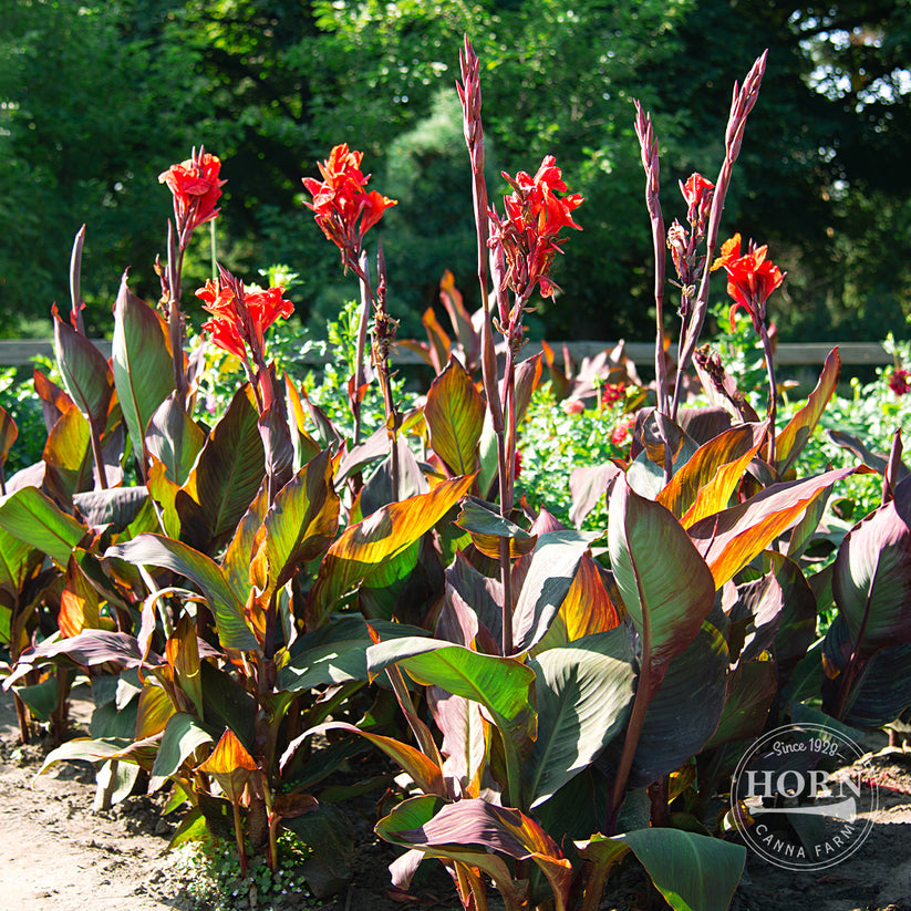 Cannova® Bronze Scarlet Canna Plant – Horn Canna Farm