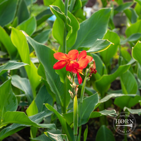 Cannova® Scarlet Canna Plant – Horn Canna Farm