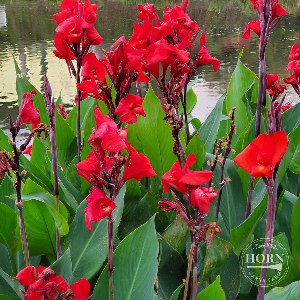 Cannova® Scarlet Canna Plant – Horn Canna Farm