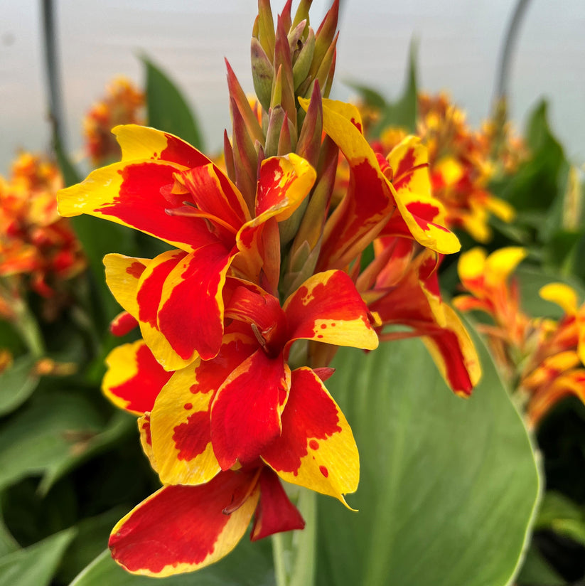 Cannova® Red Golden Flame Plant – Horn Canna Farm