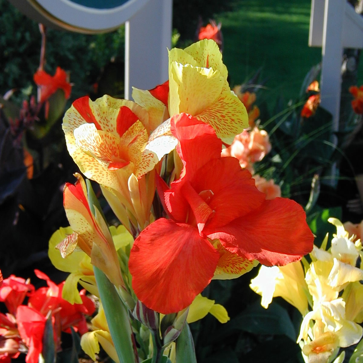 Cleopatra Canna Flower Bulbs – Horn Canna Farm