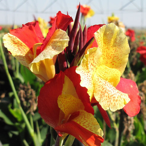 Cleopatra Canna Flower Bulbs – Horn Canna Farm