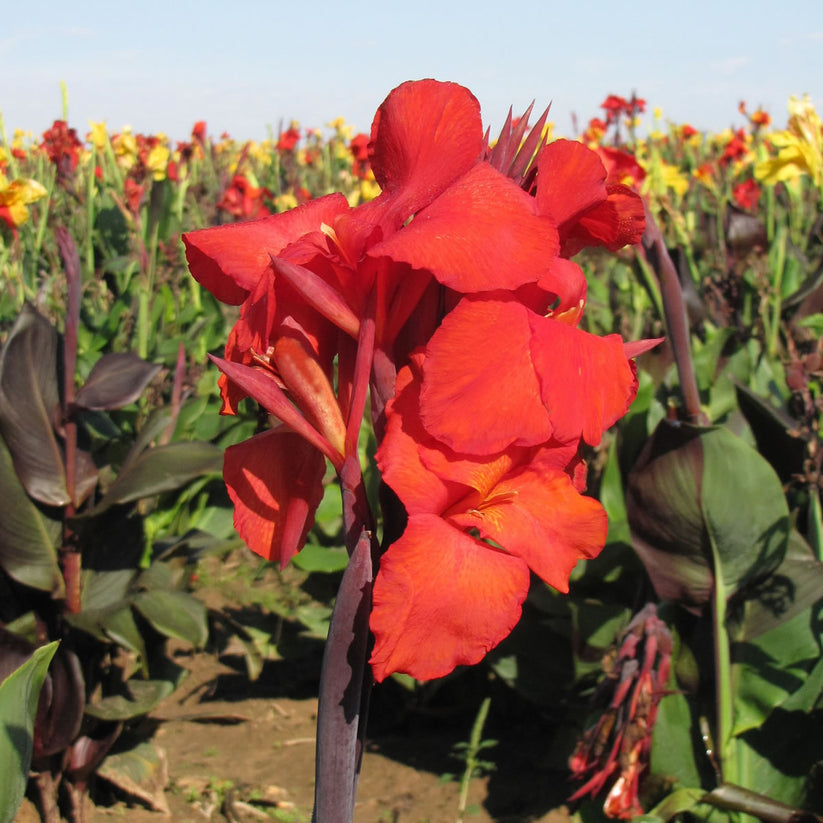 Cleopatra Canna Flower Bulbs – Horn Canna Farm