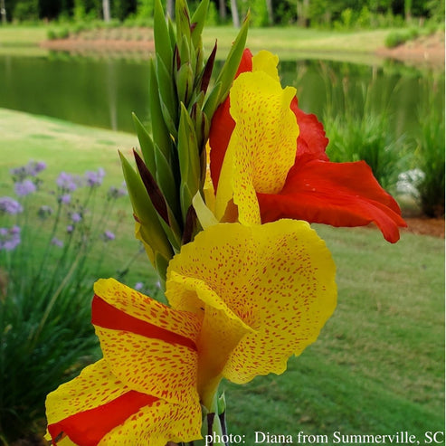 Cleopatra Canna Flower Bulbs – Horn Canna Farm