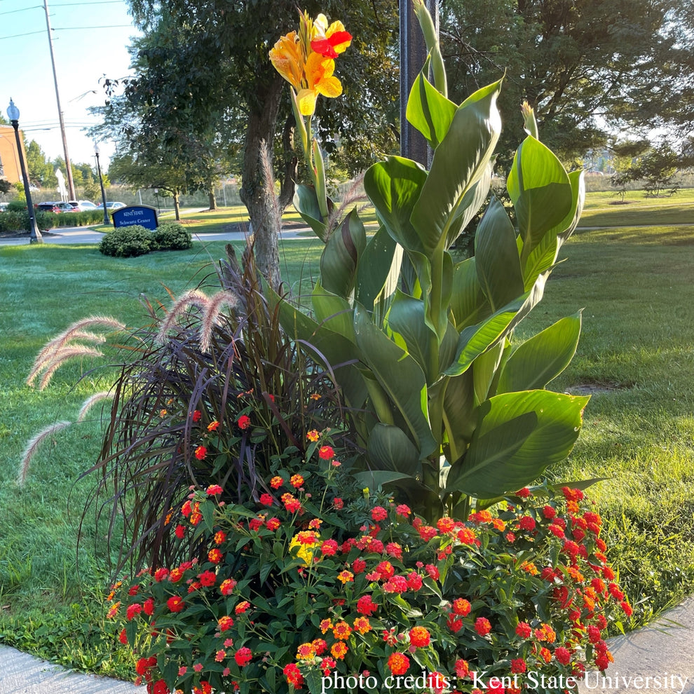 Cleopatra Canna Flower Bulbs – Horn Canna Farm