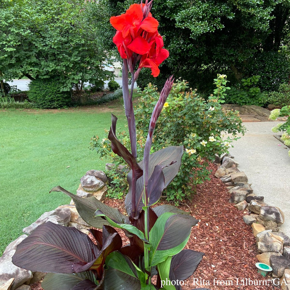 Cleopatra Canna Flower Bulbs – Horn Canna Farm