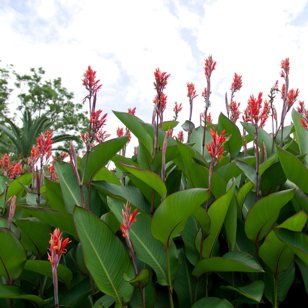 Giant & Tall Canna Bulbs & Plants | Towering Blooms for Bold Garden ...