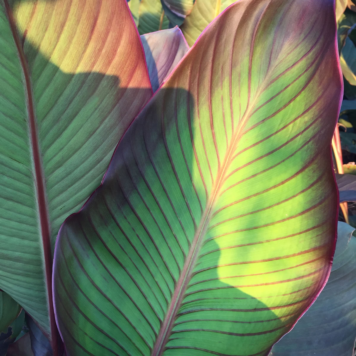 Musifolia Canna Flower Bulbs – Horn Canna Farm