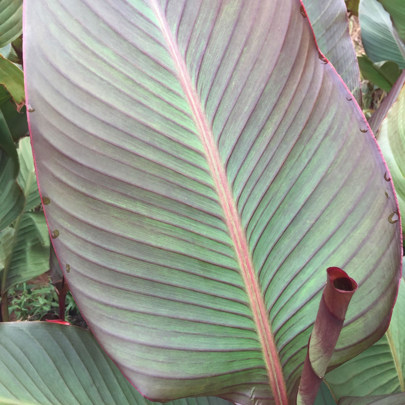 Musifolia Canna Flower Bulbs – Horn Canna Farm