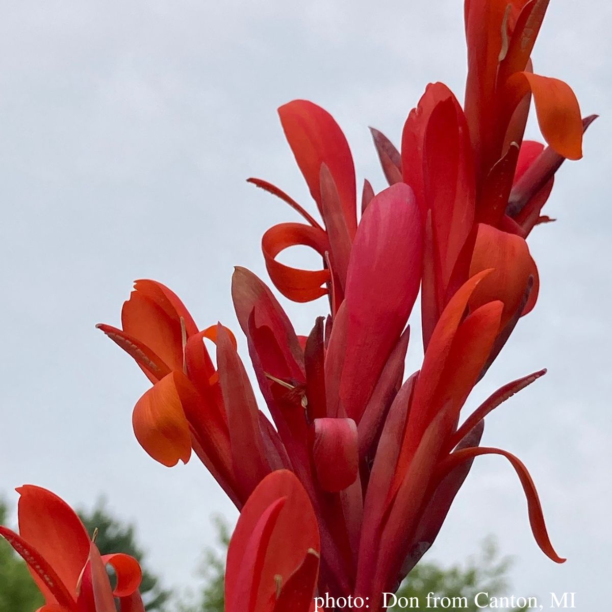 Musifolia Canna Flower Bulbs – Horn Canna Farm