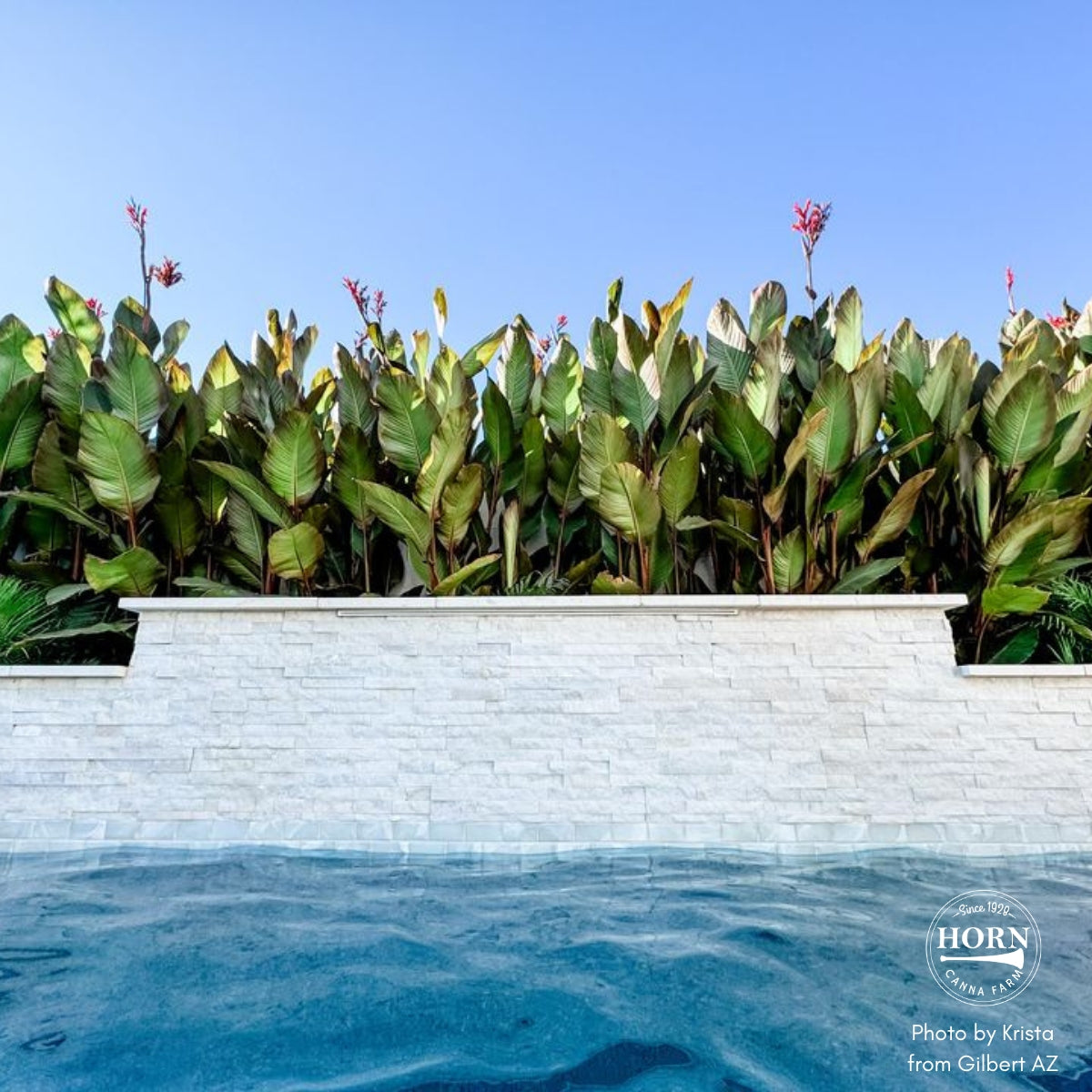 Musifolia Canna Flower Bulbs – Horn Canna Farm
