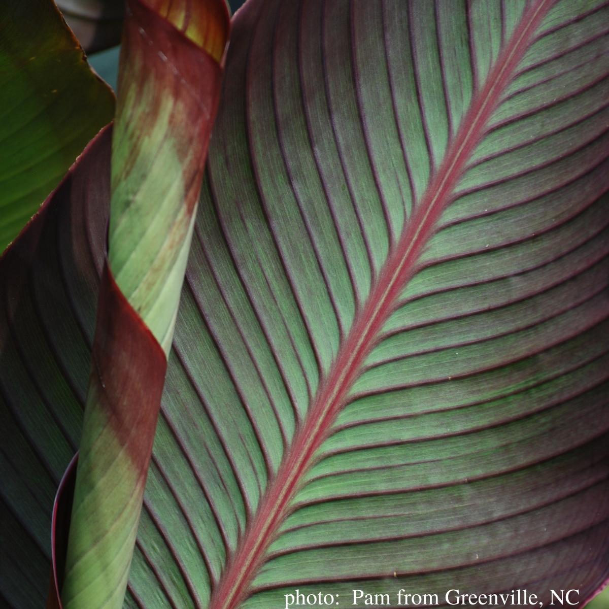 Musifolia Canna Flower Bulbs – Horn Canna Farm