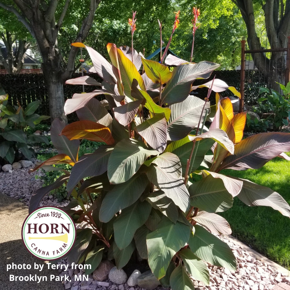Musifolia Canna Flower Bulbs – Horn Canna Farm