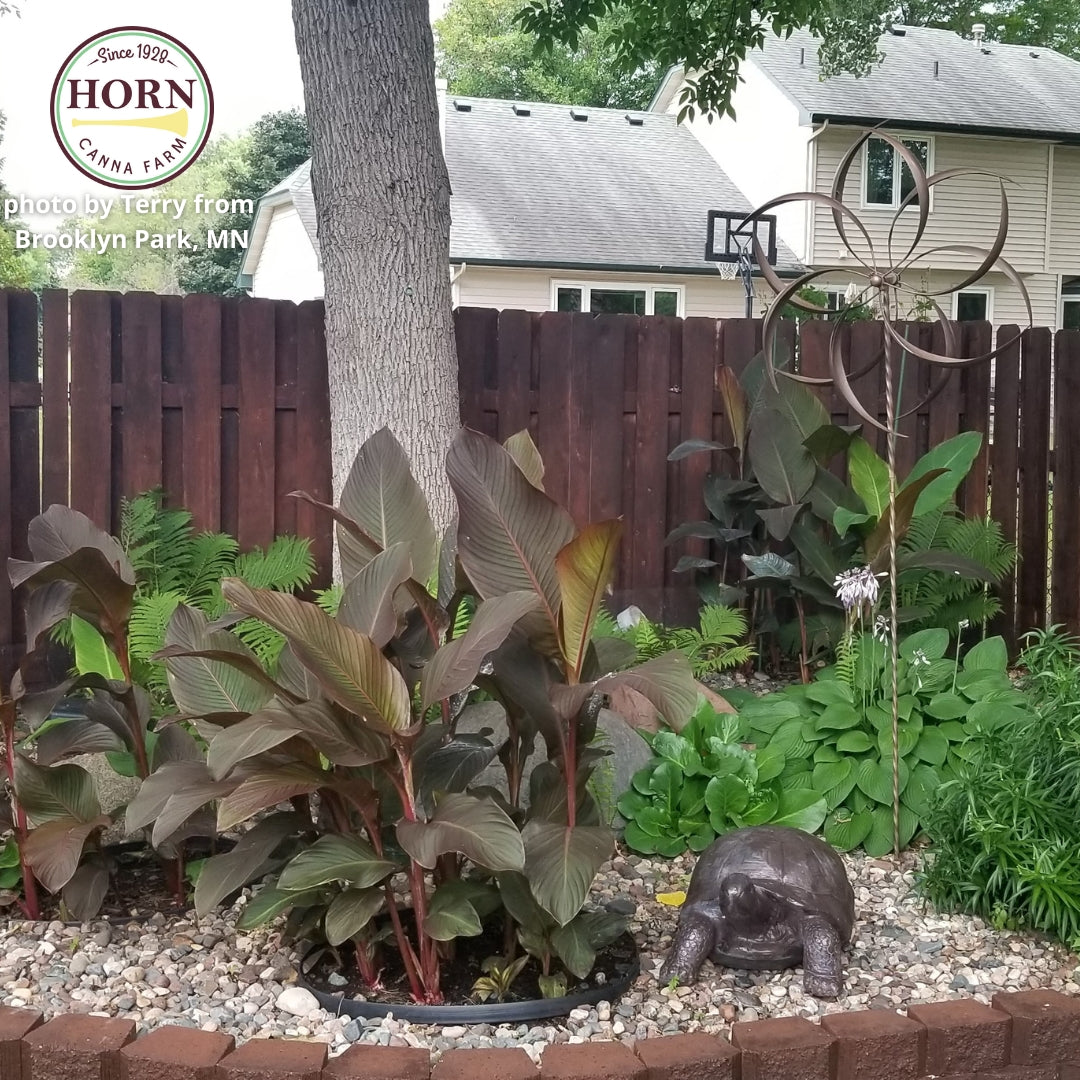 Musifolia Canna Flower Bulbs – Horn Canna Farm