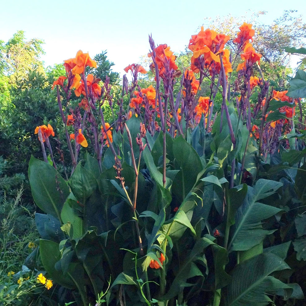 Orange Beauty Canna Flower Bulbs – Horn Canna Farm