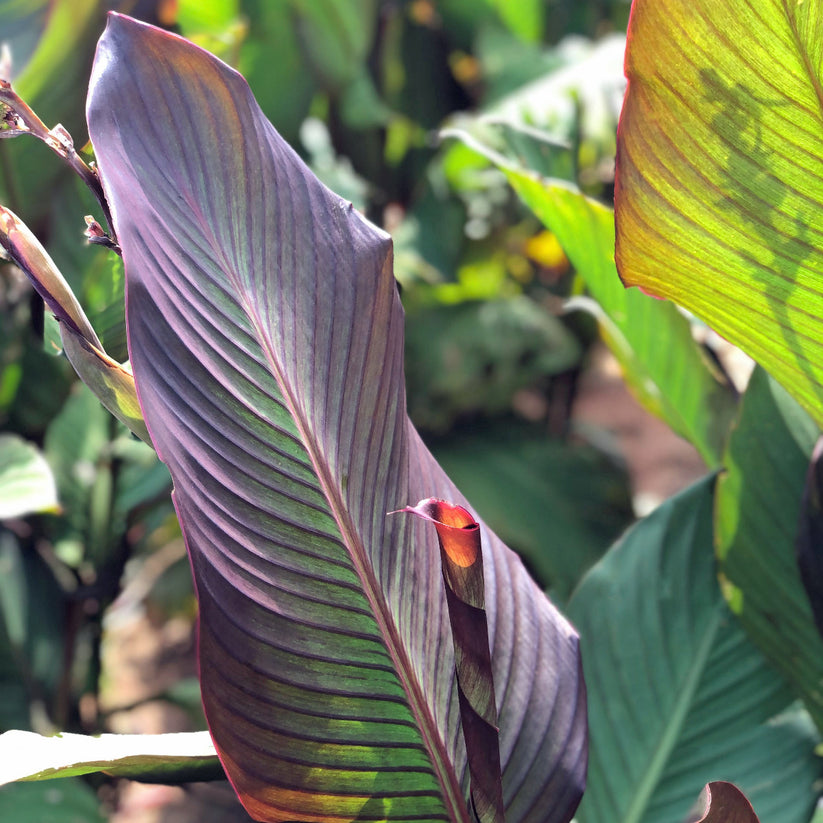 Orange Musifolia Bulk 25-Pack Canna Flower Bulbs – Horn Canna Farm