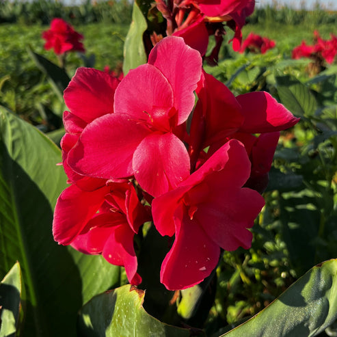 Pink Magic Canna Flower Bulbs – Horn Canna Farm