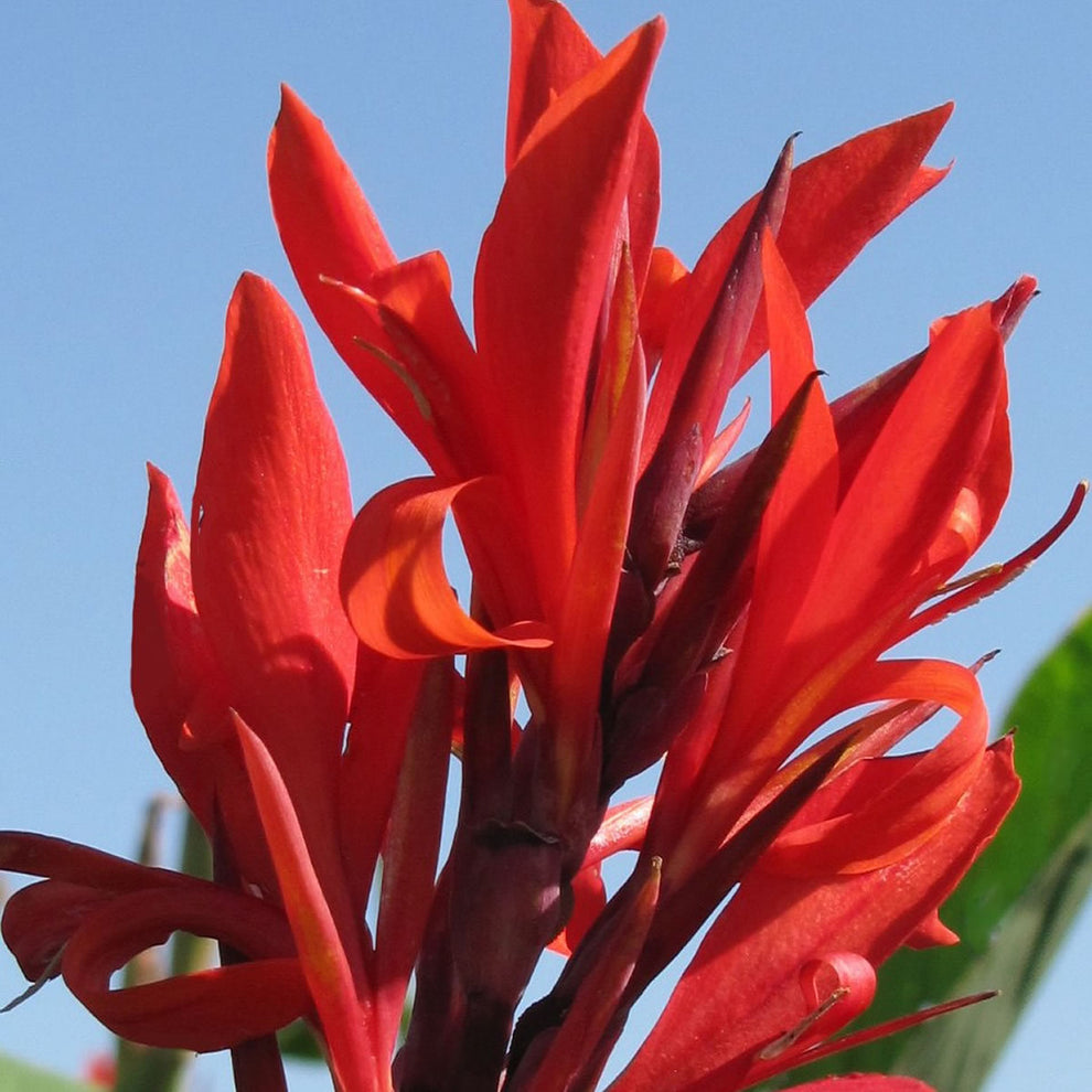 Robert Kemp Canna Flower Bulbs – Horn Canna Farm