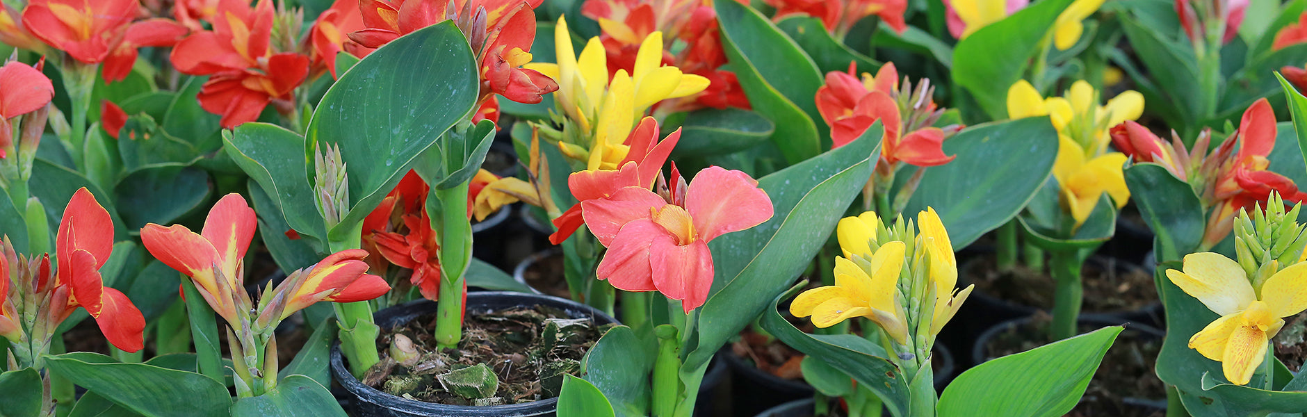 Horn Canna Farm